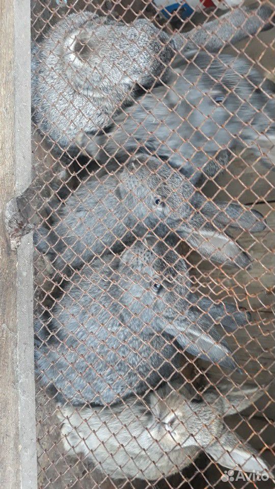 Кролик обмен кури и петух