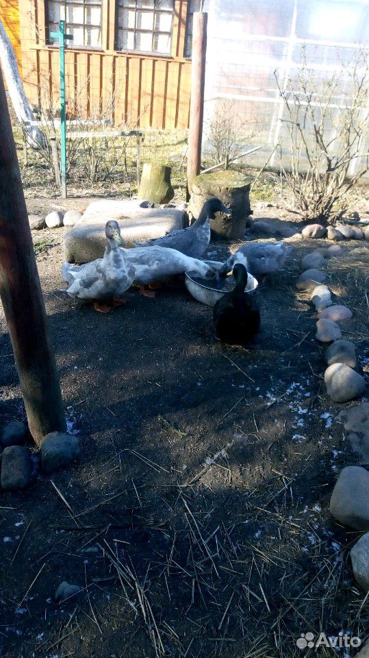 Утки и утята