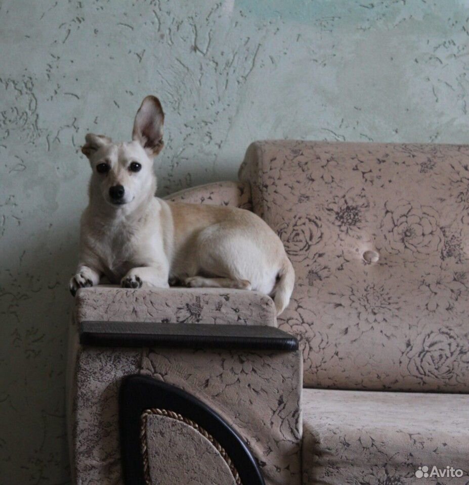 Фелиция в добрые руки