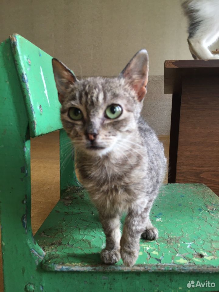 Котенок Староста в добрые руки