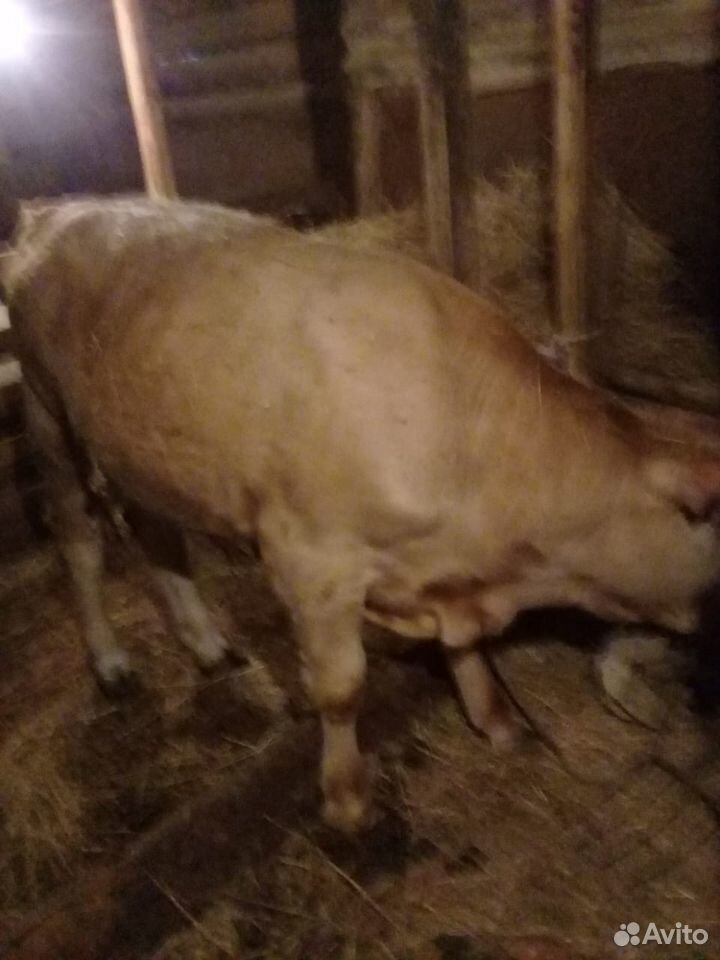 Продам бычка