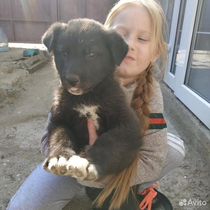 Отдам щенка, Акита помесь