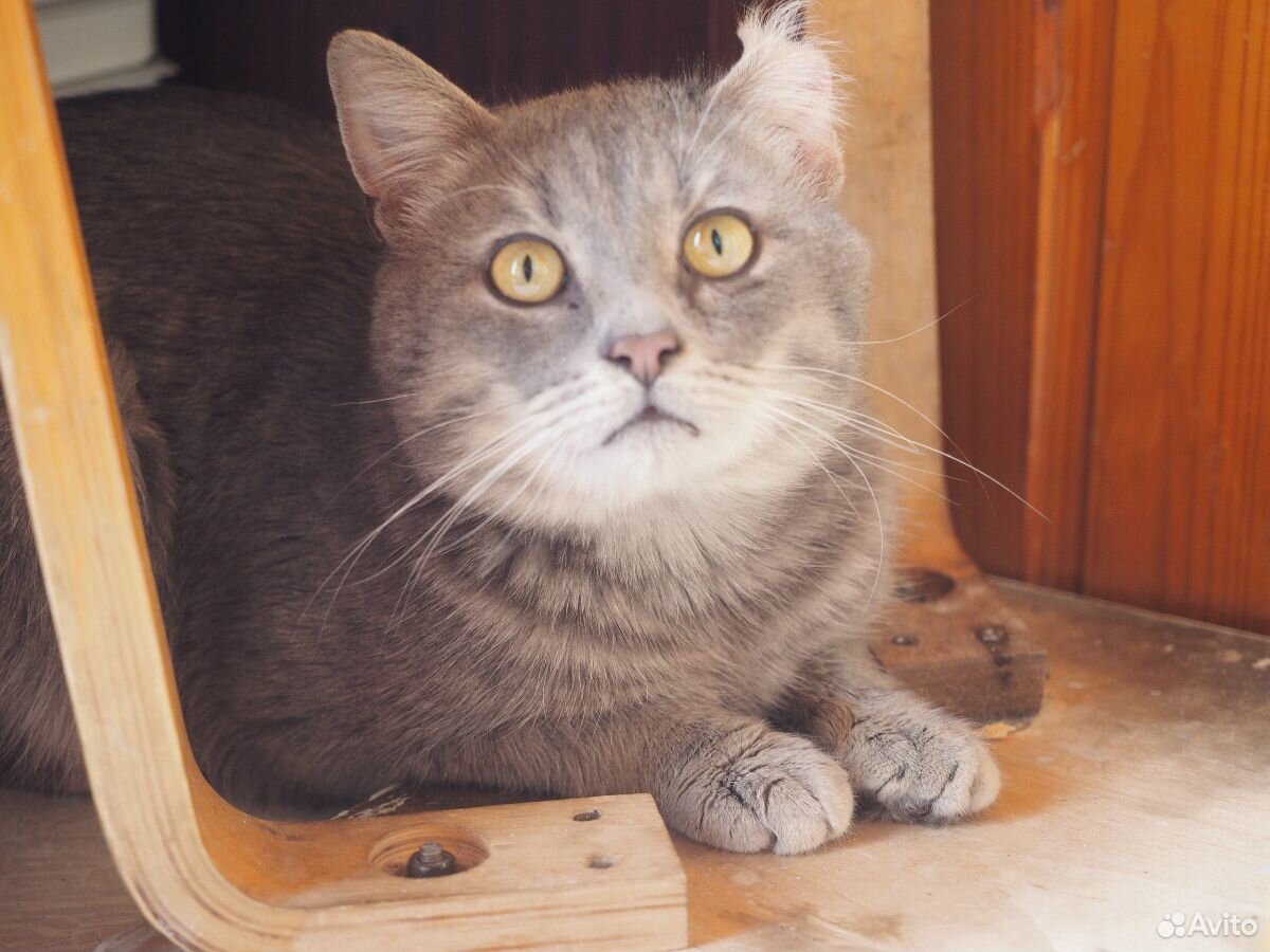 Шикарный котик 1 год кастрат
