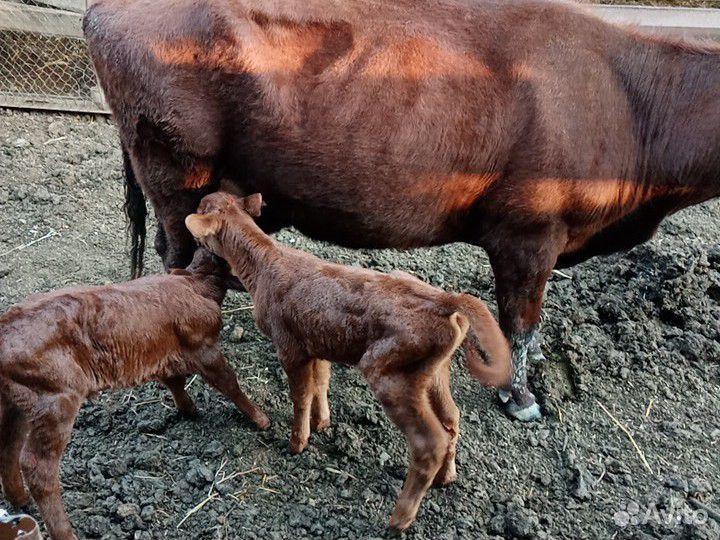 Корова с телятоми