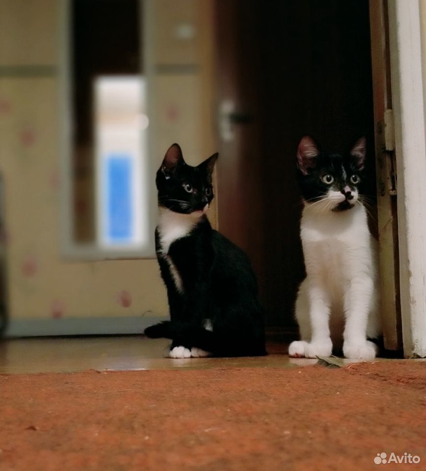 3-х месячные котята в поиске дома