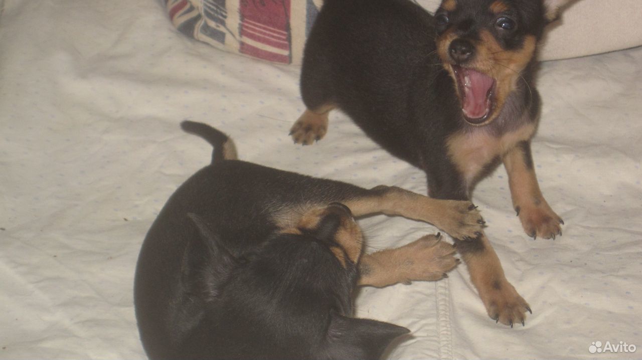 Пражский крысарик