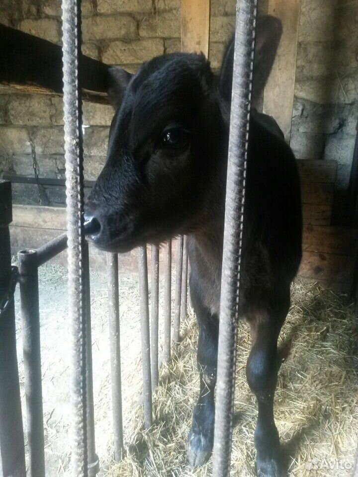 Прдаёться бычок 1 месячный