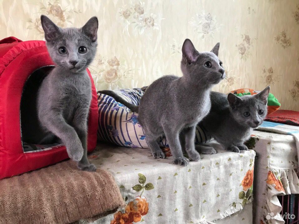 Котята породы русская голубая