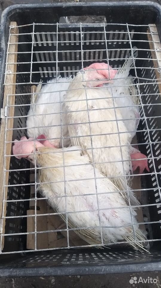 Курица несушка