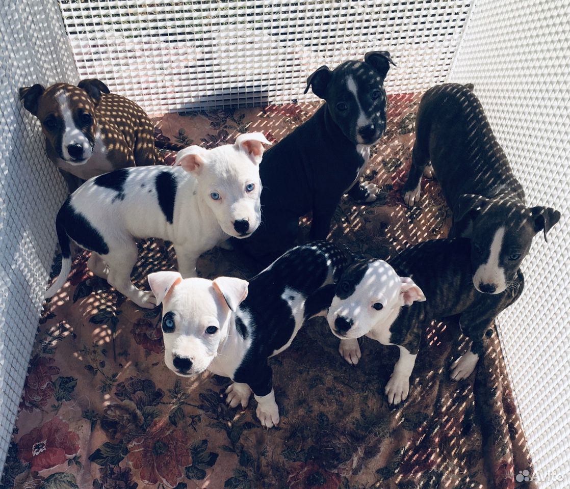 Щенки Стаффордширского терьера