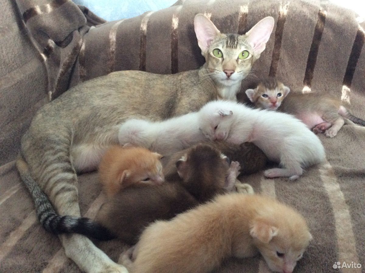 Ориентальные котята