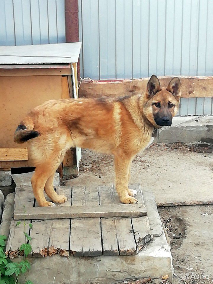 Пёс Бакс в добрые руки