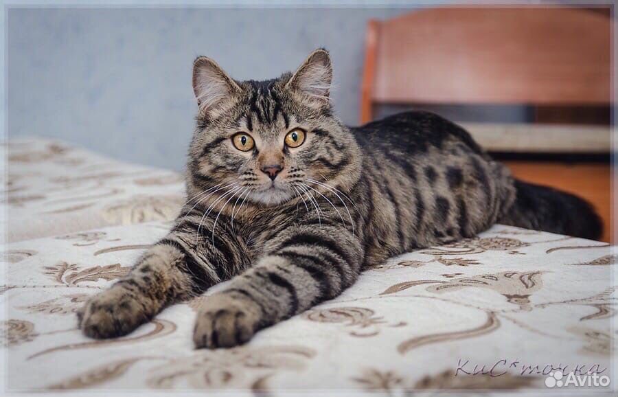 Кот Барсик (10мес), чудесный котик ищет дом