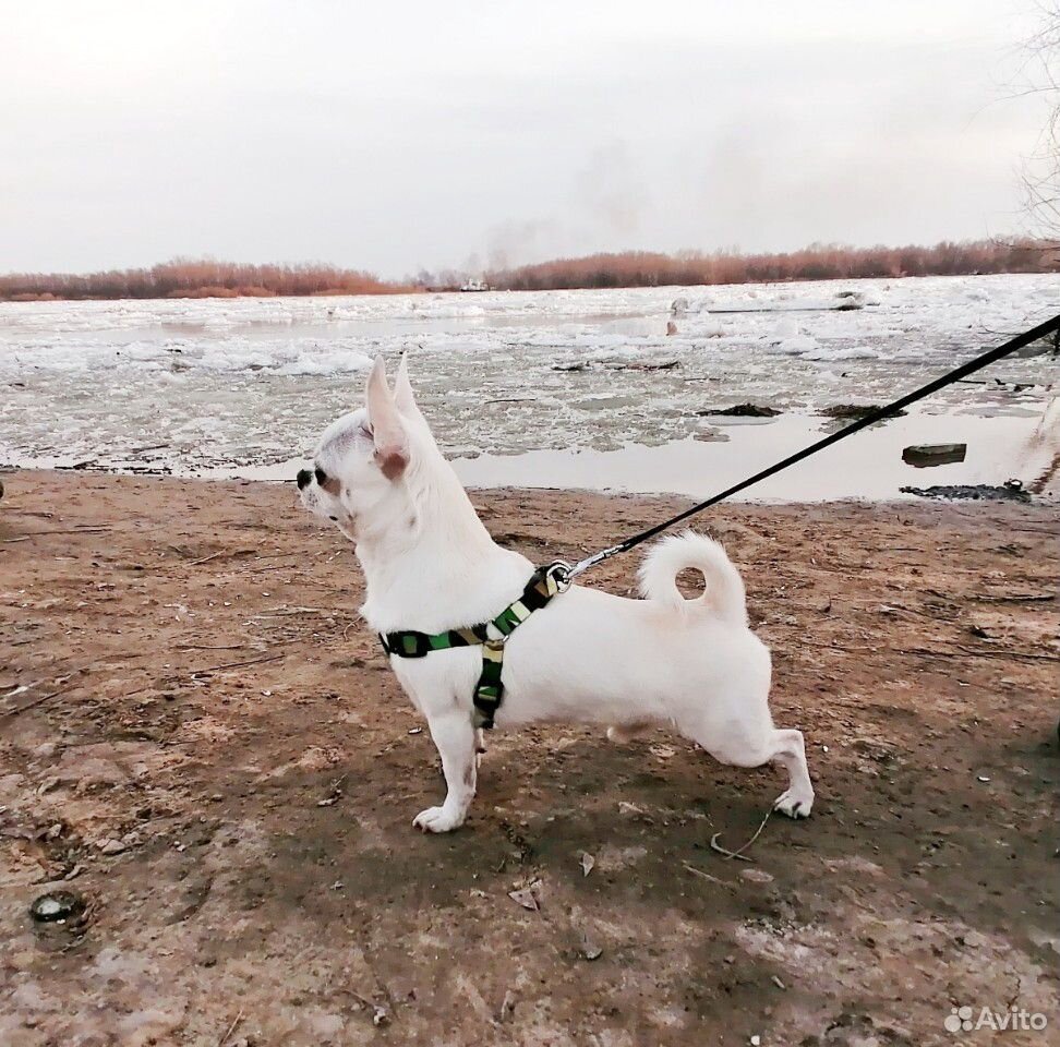 Чихуахуа вязка