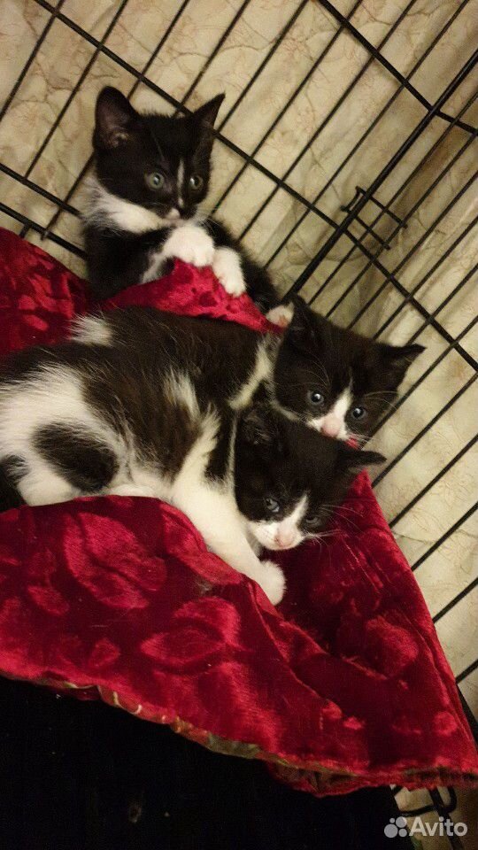 Два брата - акробата хотят к маме