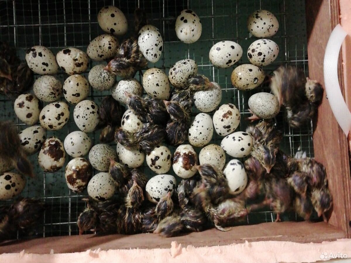 Продам Перепелочек Фараончики