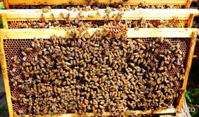 Пчелы с ульем