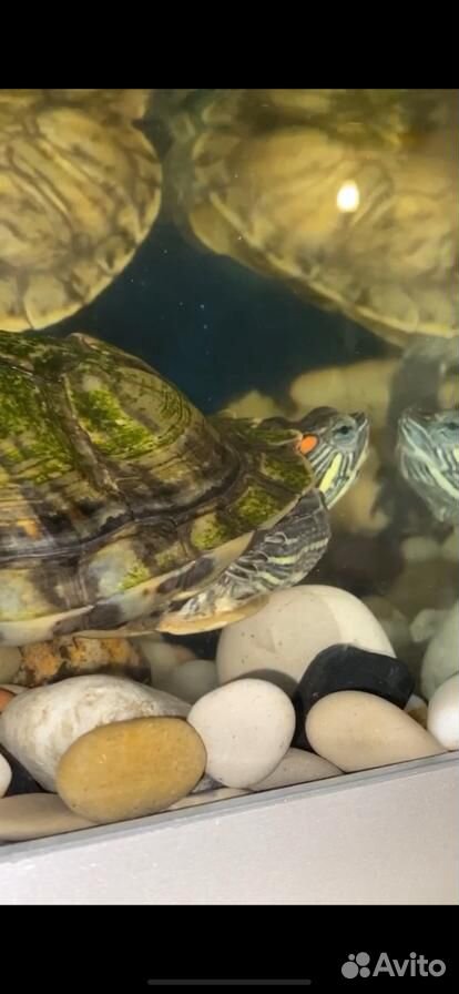 Черепаха