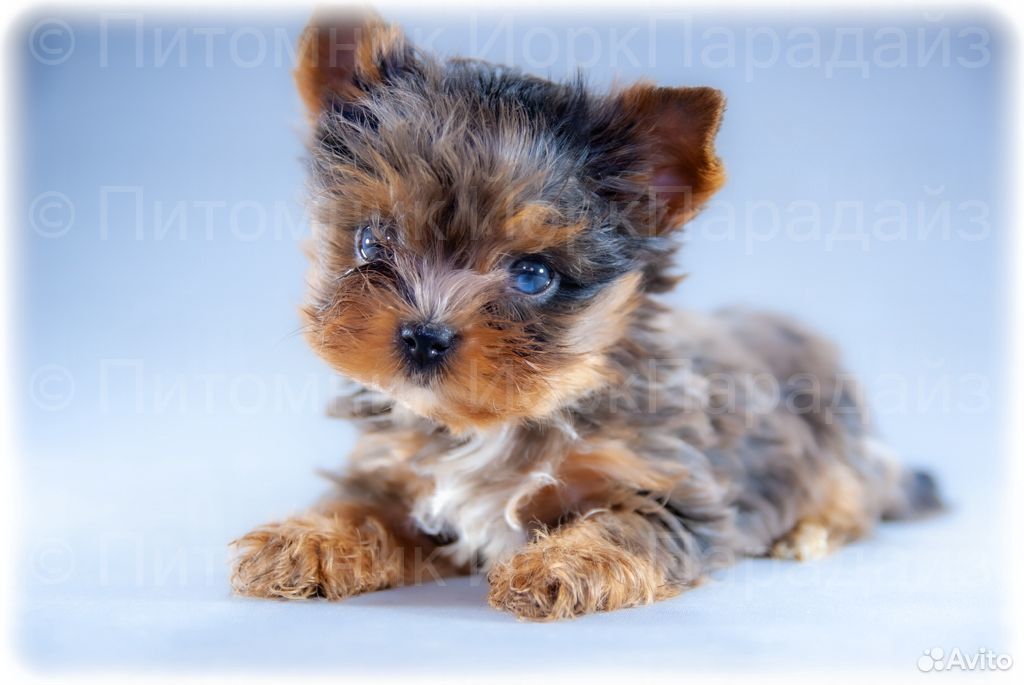 Блю мерле йорки