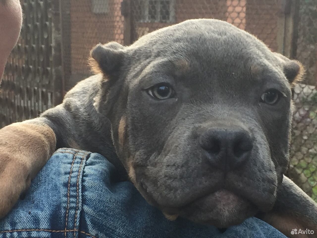 Шикарный Американский булли триколор