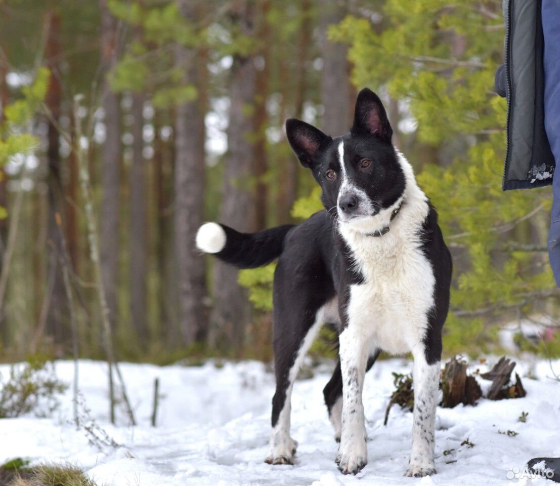 Идеальная домашняя собака Маша