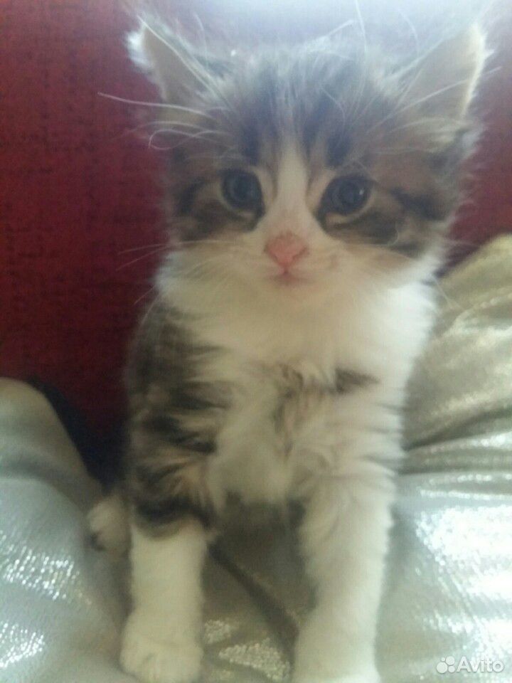 Кот красавец