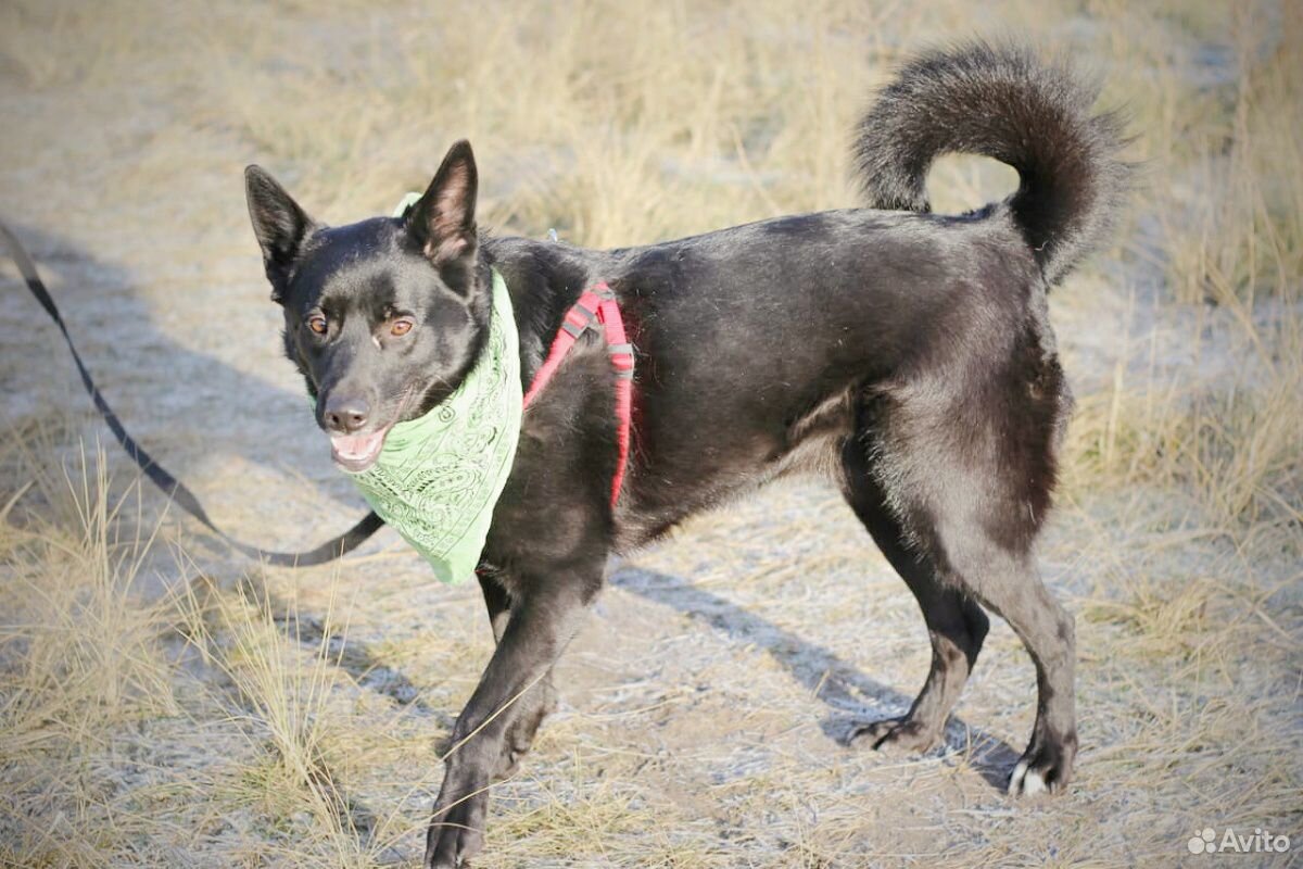 Ночка ищет самую лучшую семью