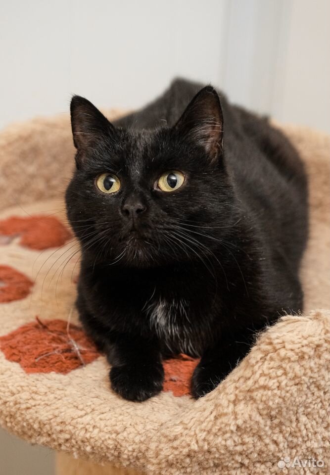 Изящная красавица Шанель в ожидании своего Человек