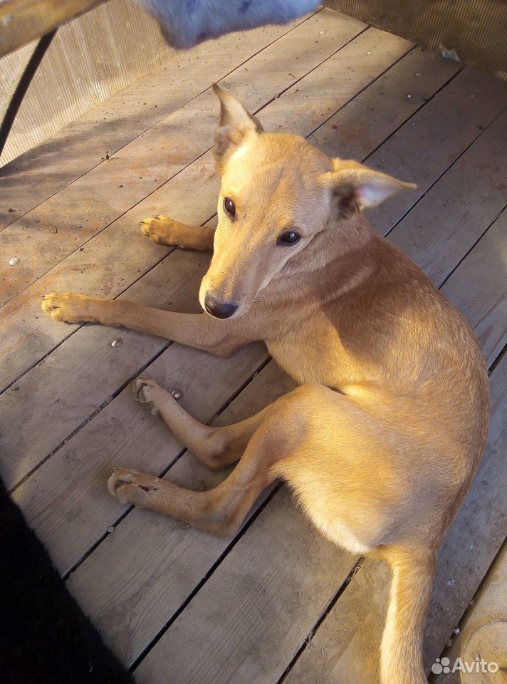 Собачка в добрые руки