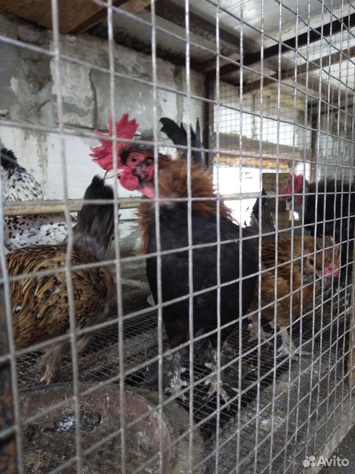 Алтайская бентамка