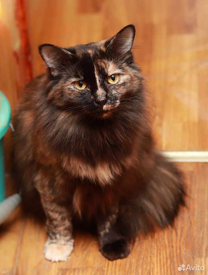 Спокойная,ласковая, умная, кошка-друг Стешенька