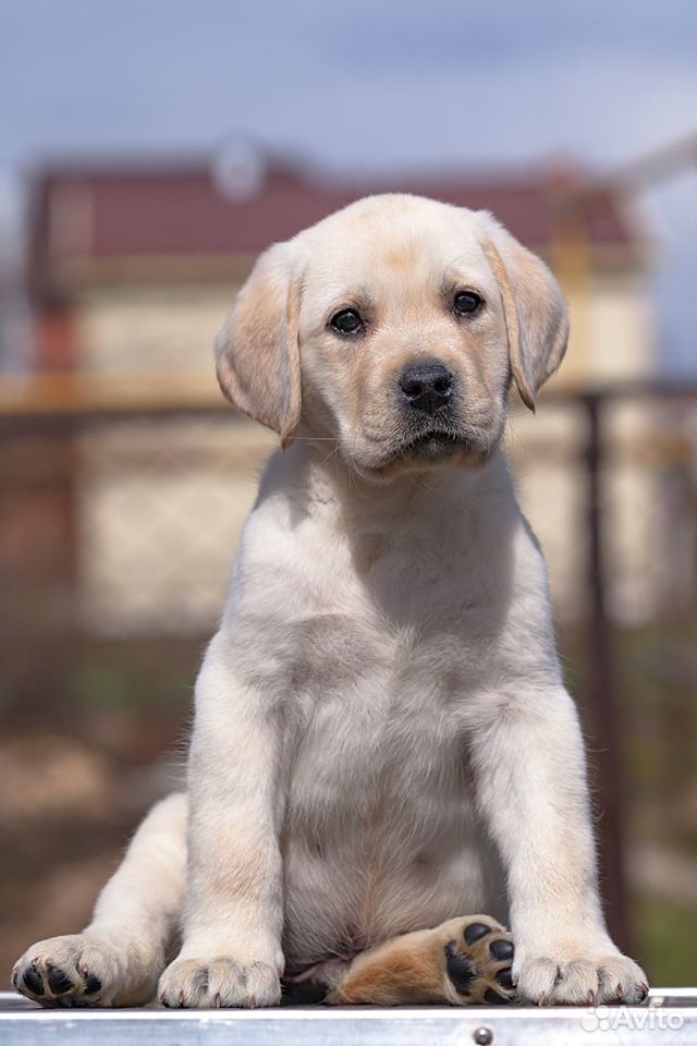 Прелестные палевые лабродетки