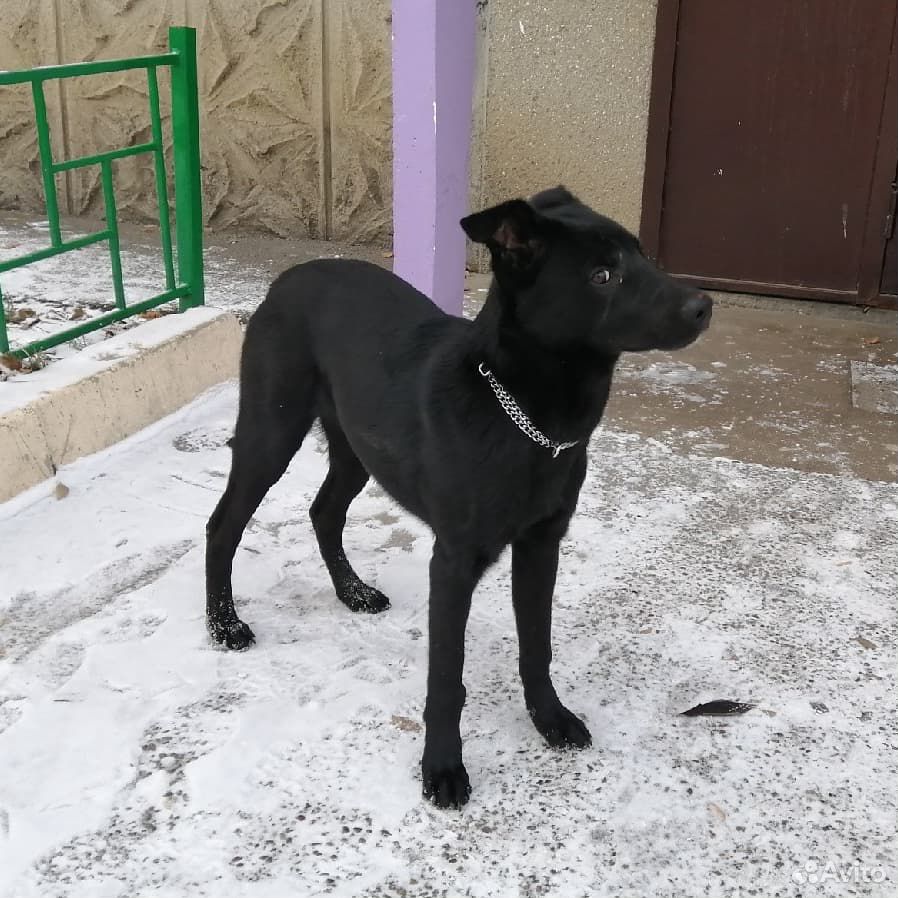 Собака Малыш