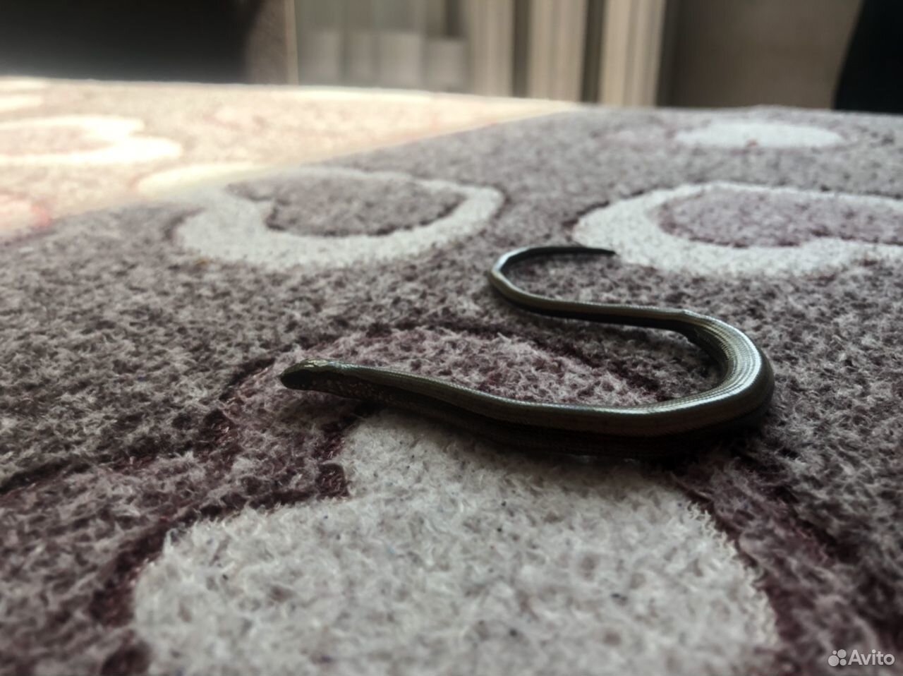 Веретеница (безногая ящерица )