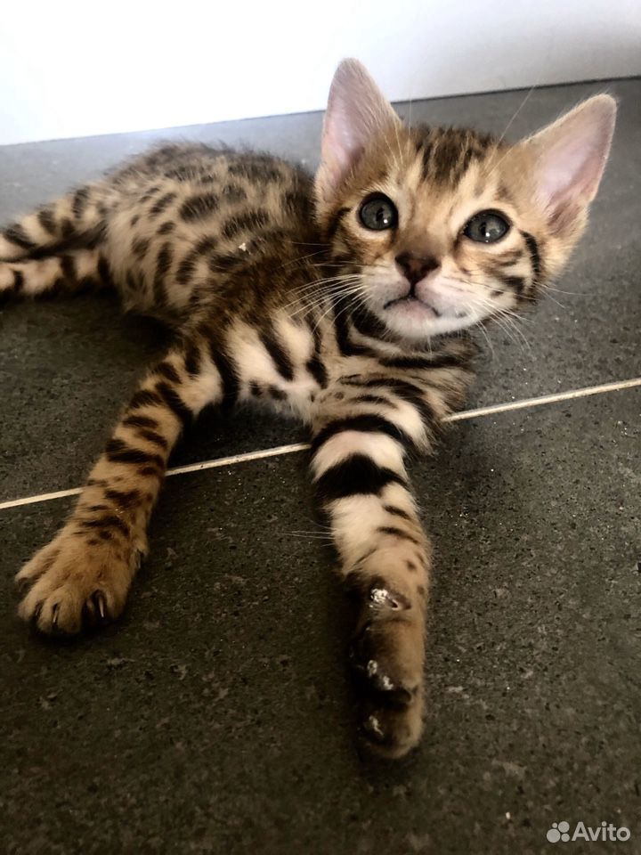 Бенгальские малышки