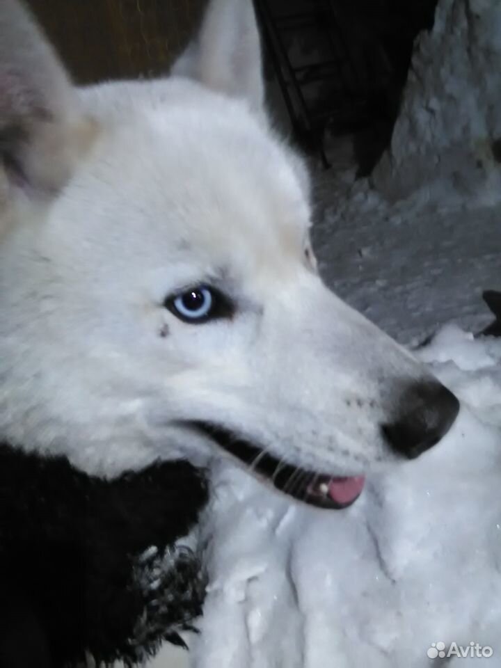 Вязка хаски