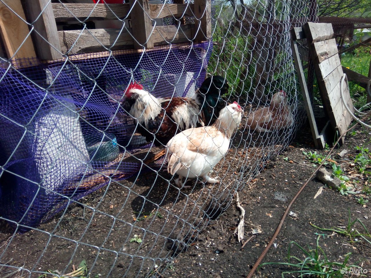 Заберём пчел в обмен на кур