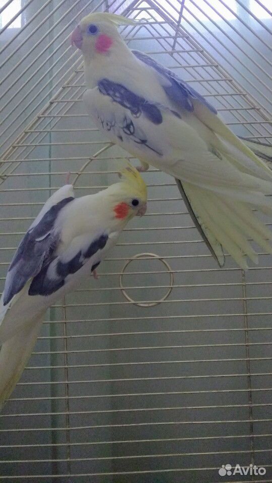 Попугаи Карелла Пара