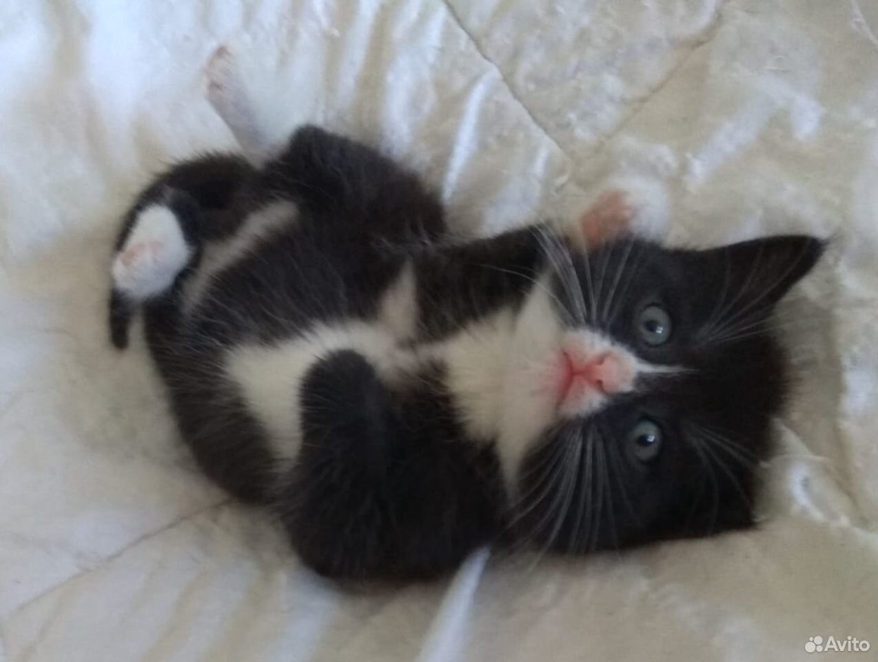 Кот Персиваль