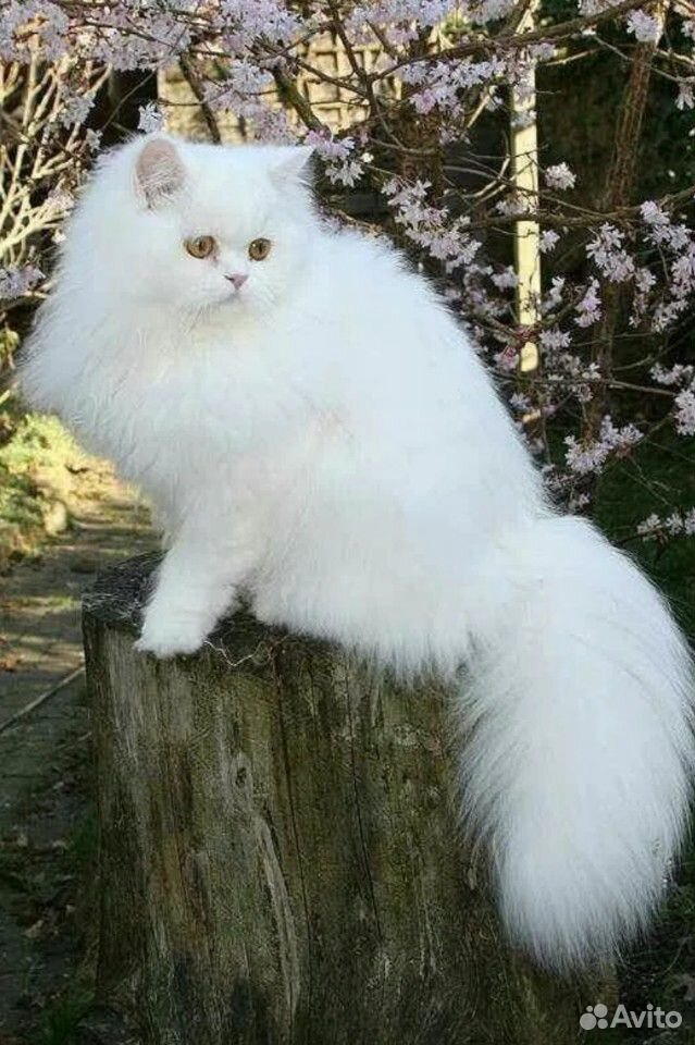 Персидская