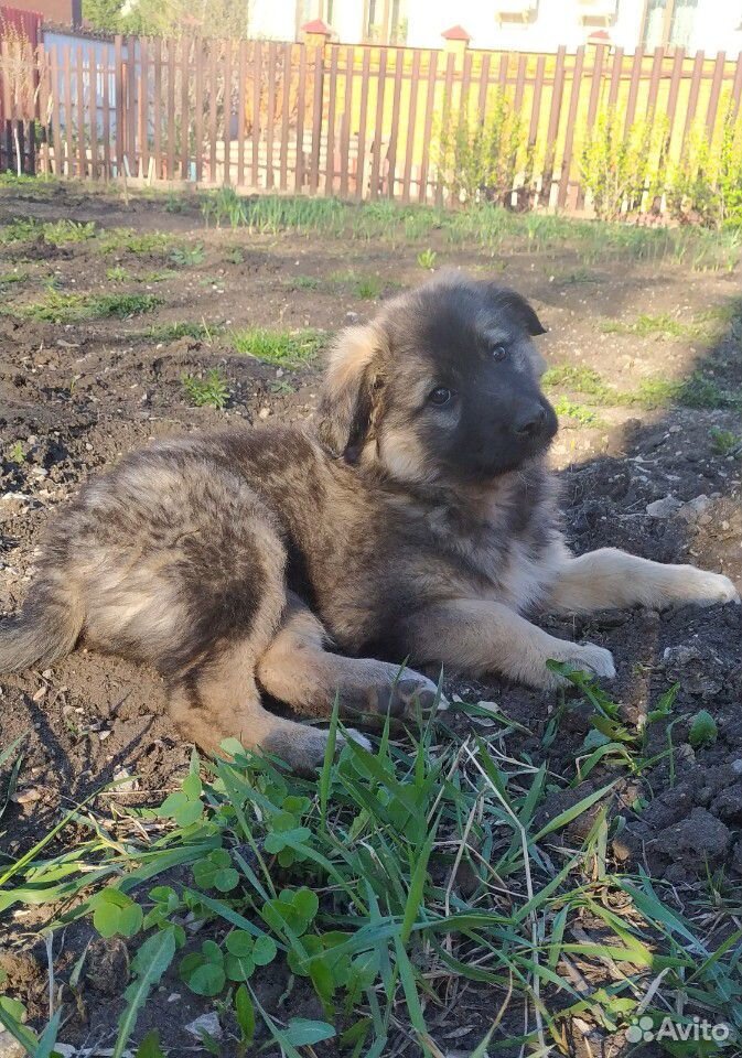 Самый красивый щенок