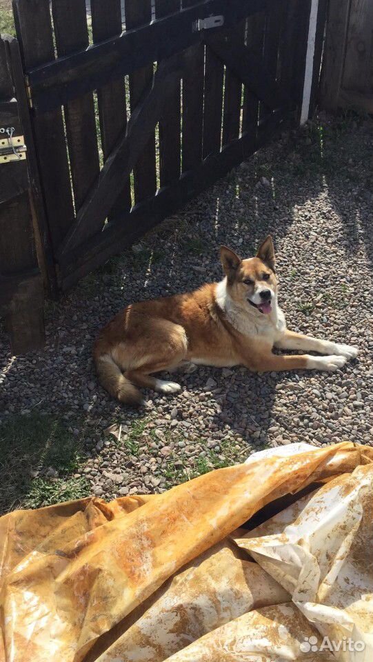 Собака ищет дом