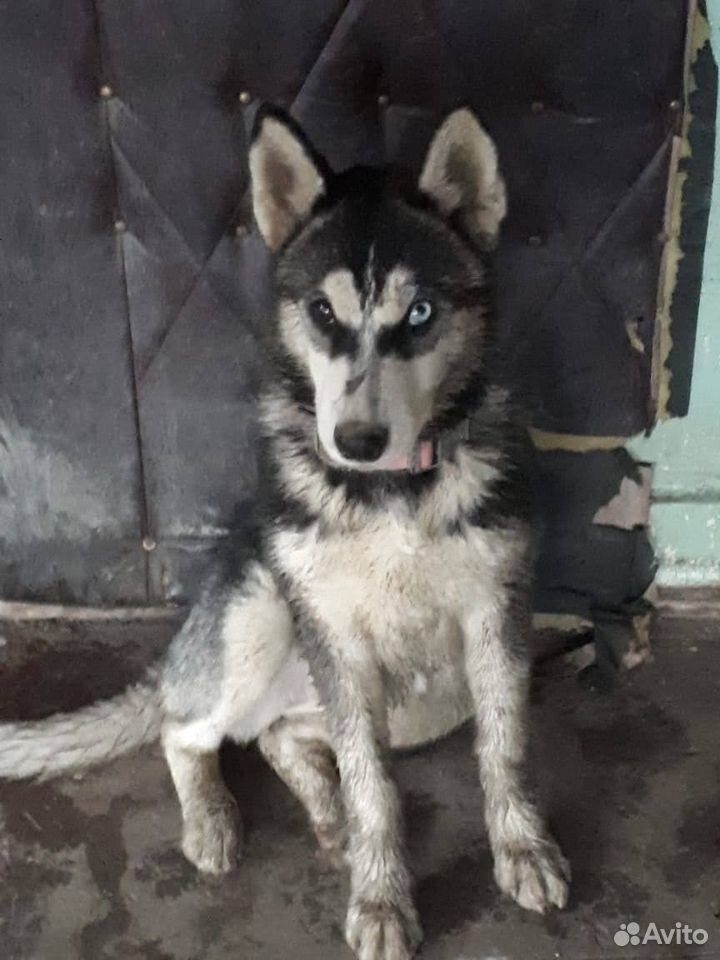Убежала Хаски