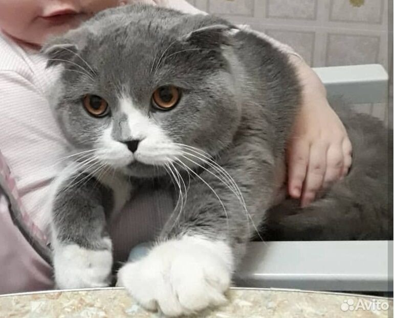 Милый котик в добрые руки