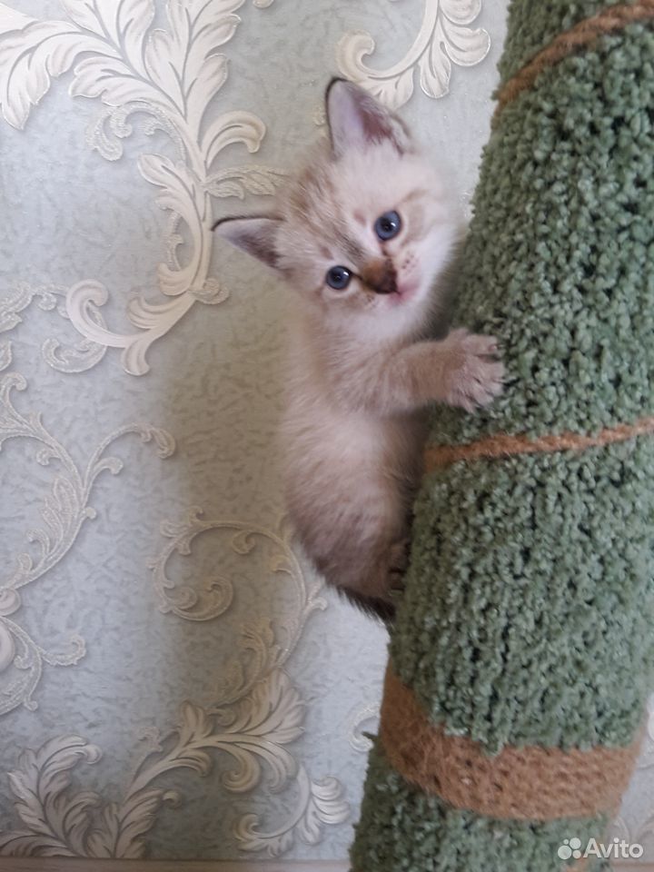 Котята сиамские