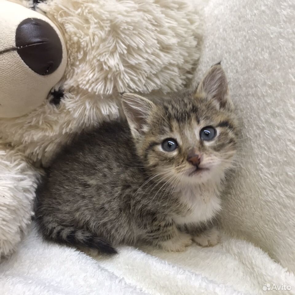 Ёжа котёнок девочка 1,5 месяца