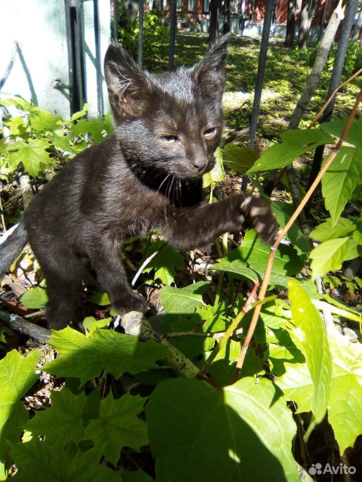 Котёнок