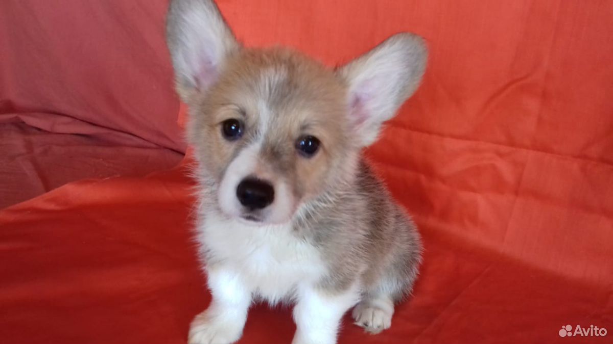 Вельштерьер Корги щенки