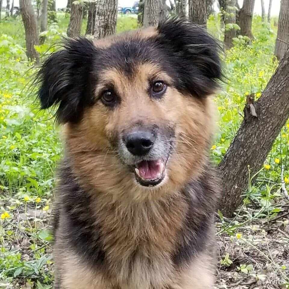 Весельчак Джони