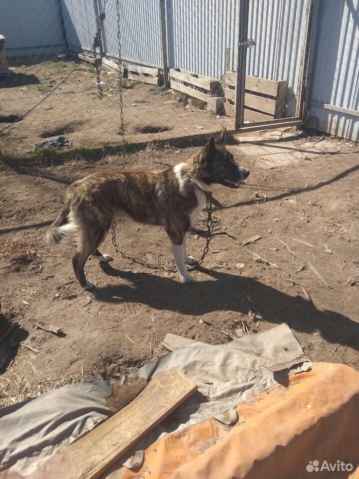 Молодую стерилизованную Майру в дар